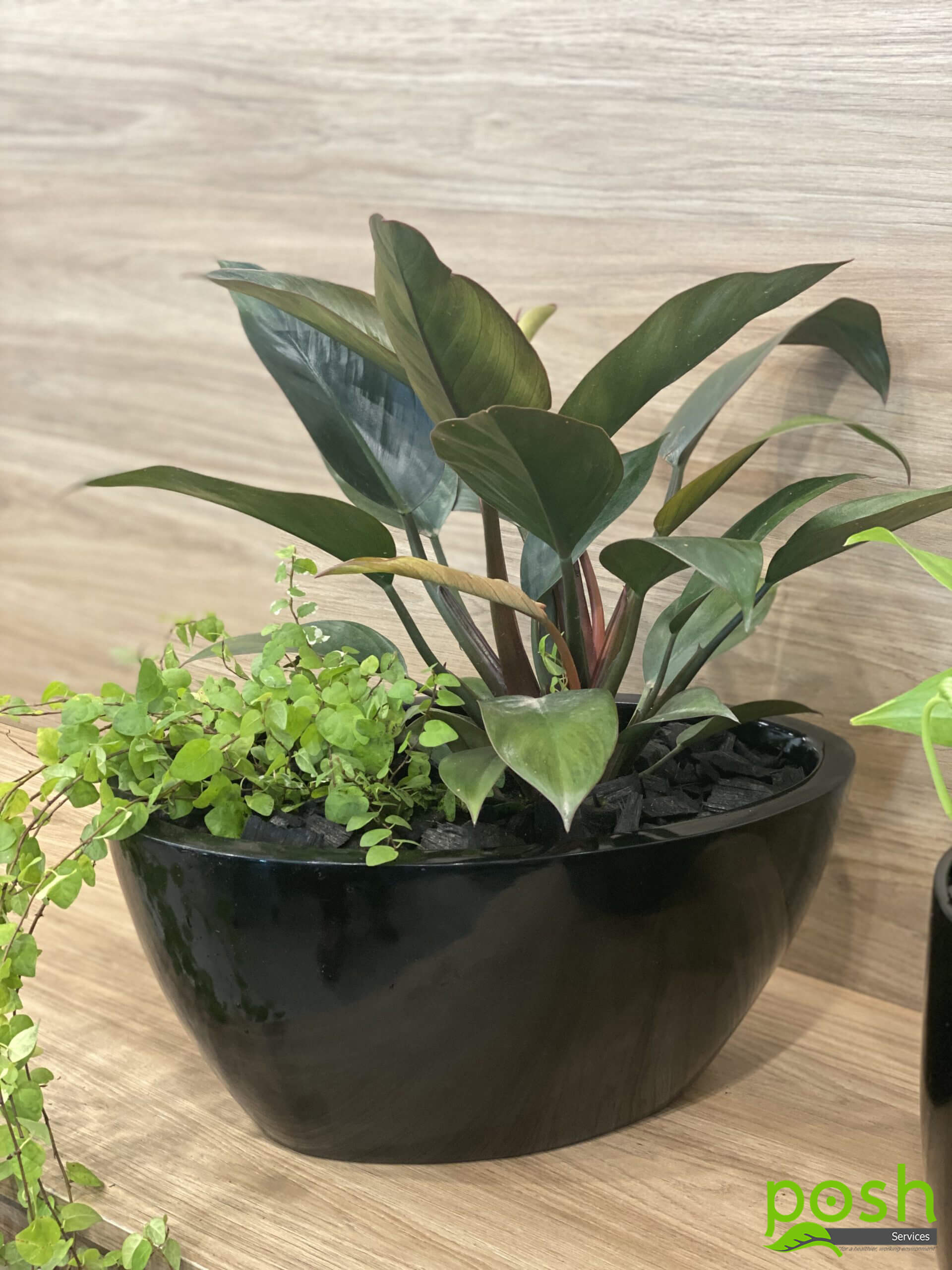 Indoor Plant Hire - Posh Services